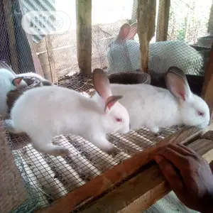 Rabbits in Nigeria for sale Prices on Jiji.ng