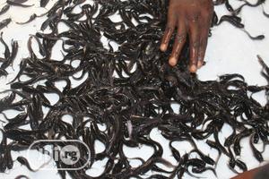 Fast Growing Catfish Jumbo Fingerlings Juveniles Hybrid in Ojo - Fish ...