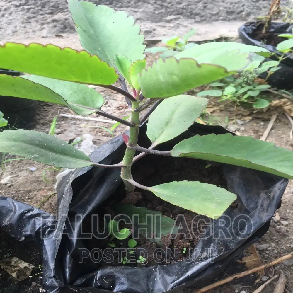 Resurrection Plant, Miracle Plant, Oda Opue (Igbo) in Ikotun/Igando ...