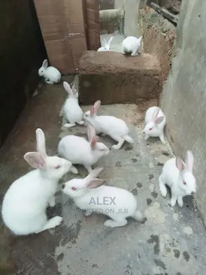 Rabbits in Nigeria for sale Prices on Jiji.ng