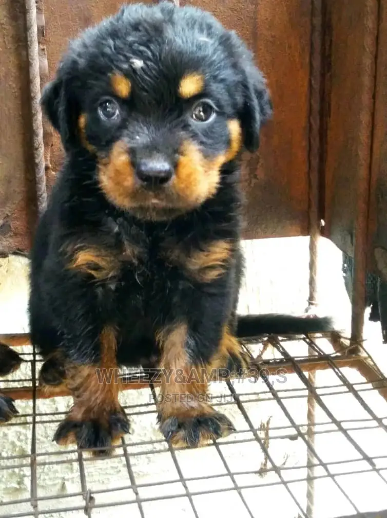 Dog in Ojo - Dogs & Puppies, Henry Wheezy | Jiji.ng