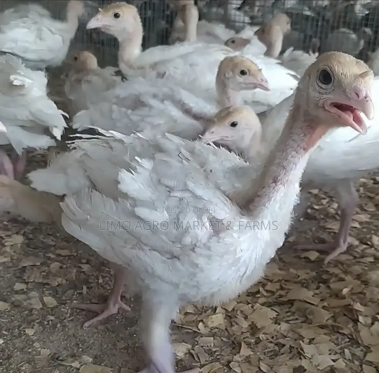 Turkeys ; Local/Imported in Asokoro - Farm Animals, Limo Agro Market ...