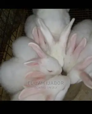 Rabbits in Nigeria for sale Prices on Jiji.ng