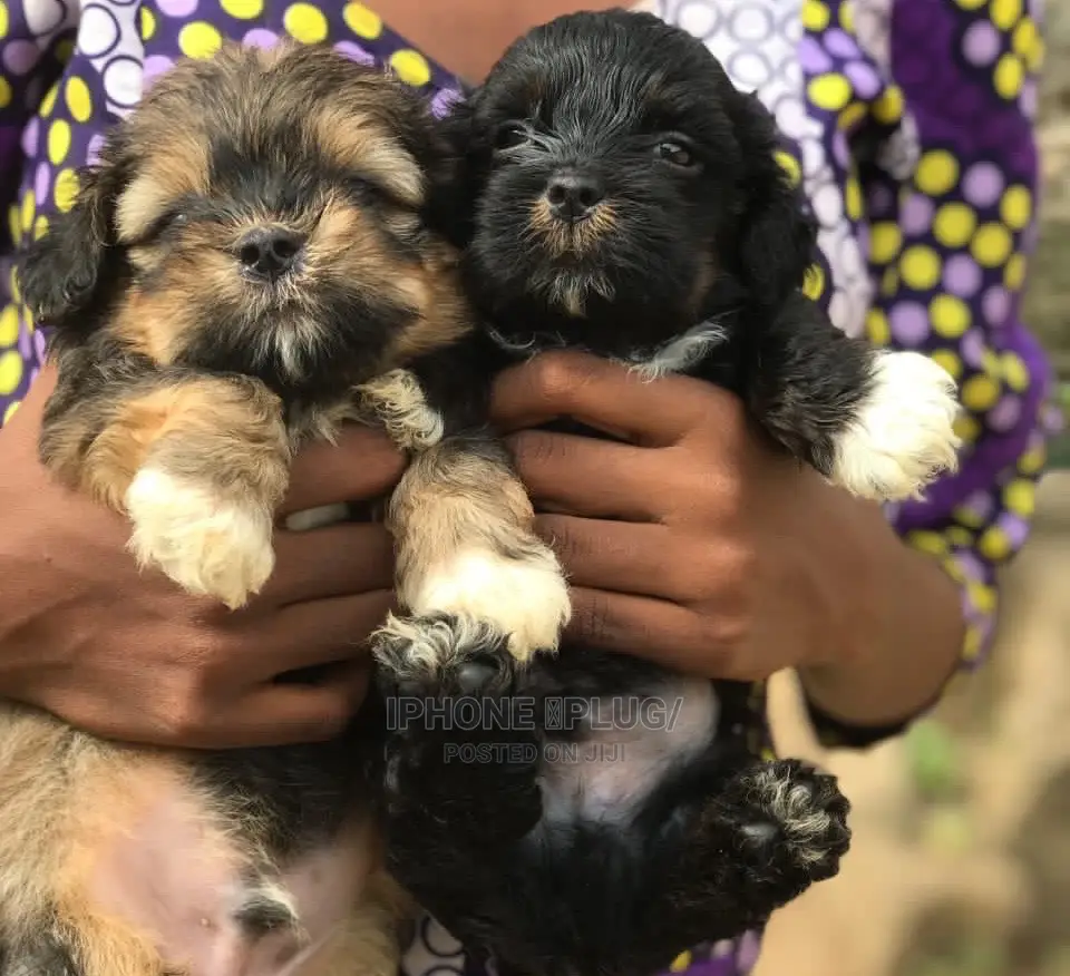 1-3 months Female Purebred Lhasa Apso in Ikeja - Dogs & Puppies ...