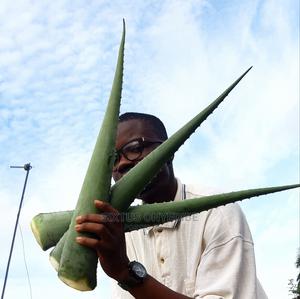 Aloe Vera Leaf in Yaba - Vitamins & Supplements, Sixtus Onyedibe | Jiji.ng