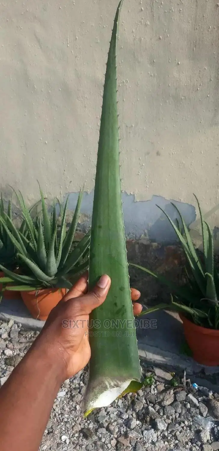 Aloe Vera Leaf in Yaba - Vitamins & Supplements, Sixtus Onyedibe | Jiji.ng