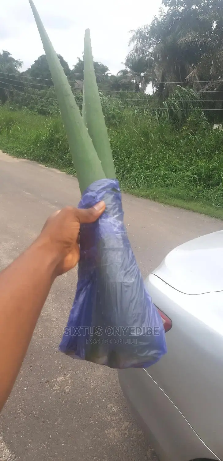 Aloe Vera Leaf in Yaba - Vitamins & Supplements, Sixtus Onyedibe | Jiji.ng