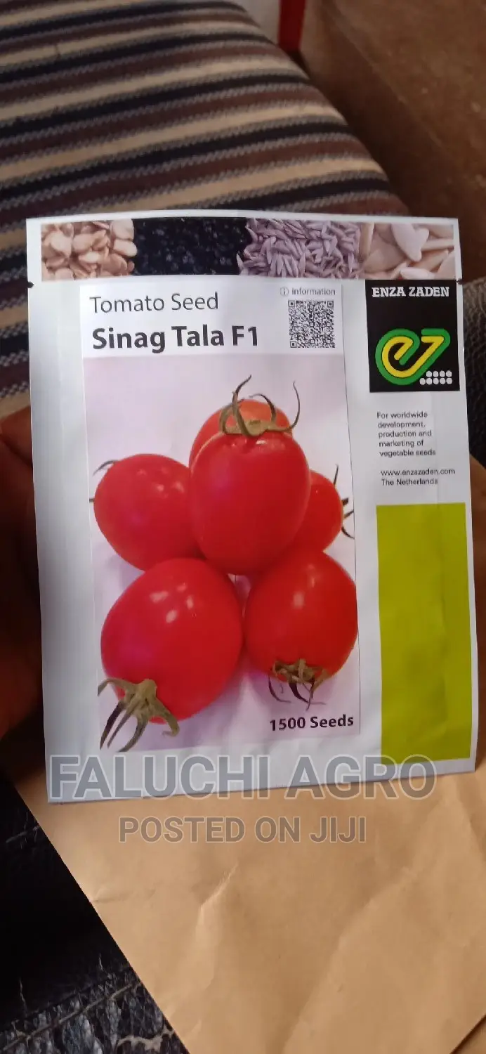Sinag Tala F1 Hybrid Tomato Seeds (1500 Seeds) in Ikotun/Igando - Feeds ...