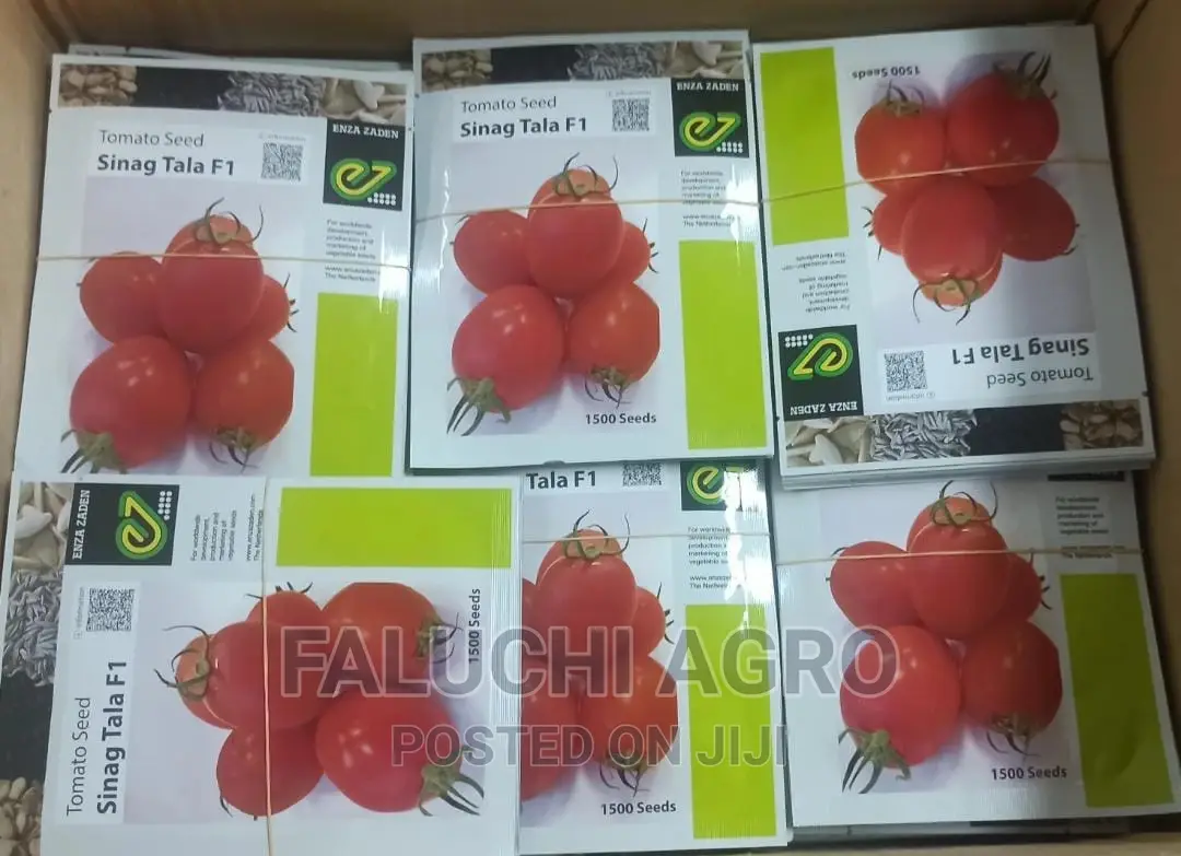 Sinag Tala F1 Hybrid Tomato Seeds (1500 Seeds) in Ikotun/Igando - Feeds ...