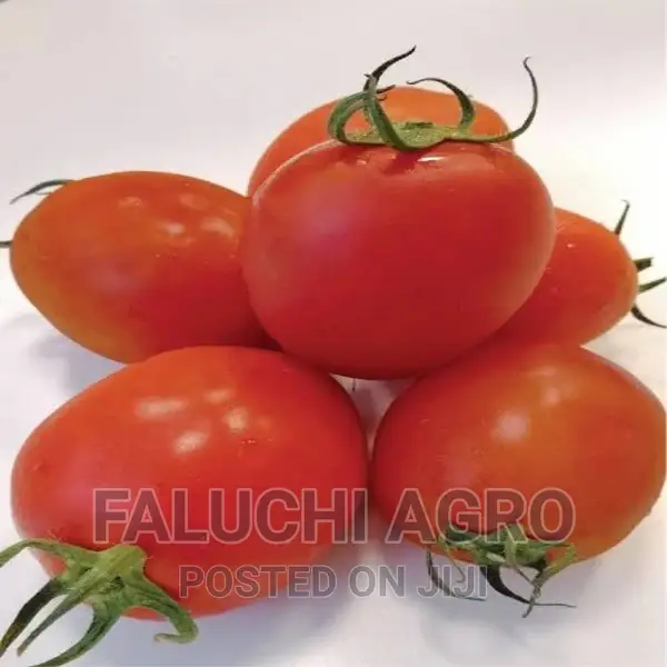 Sinag Tala F1 Hybrid Tomato Seeds (1500 Seeds) in Ikotun/Igando - Feeds ...