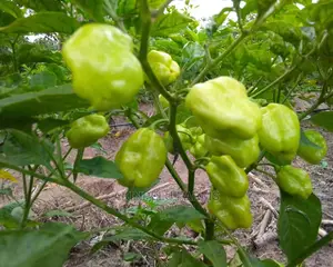 Seedlings in Lagos for sale Prices on Jiji.ng