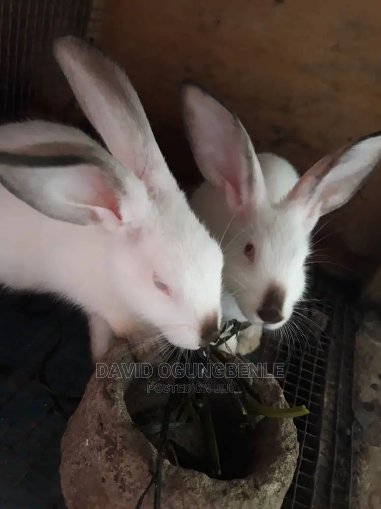 Pure Hyla Rabbits in Osogbo - Farm Animals, David Ogungbenle | Jiji.ng