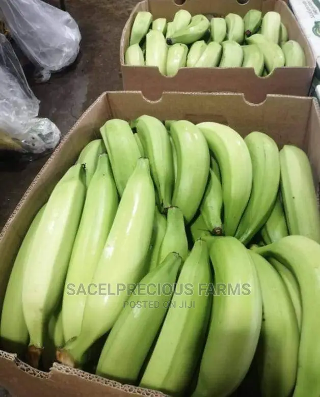 20kg Plantain Fresh Fruits Cartons Supply in Aniocha South - Meals ...