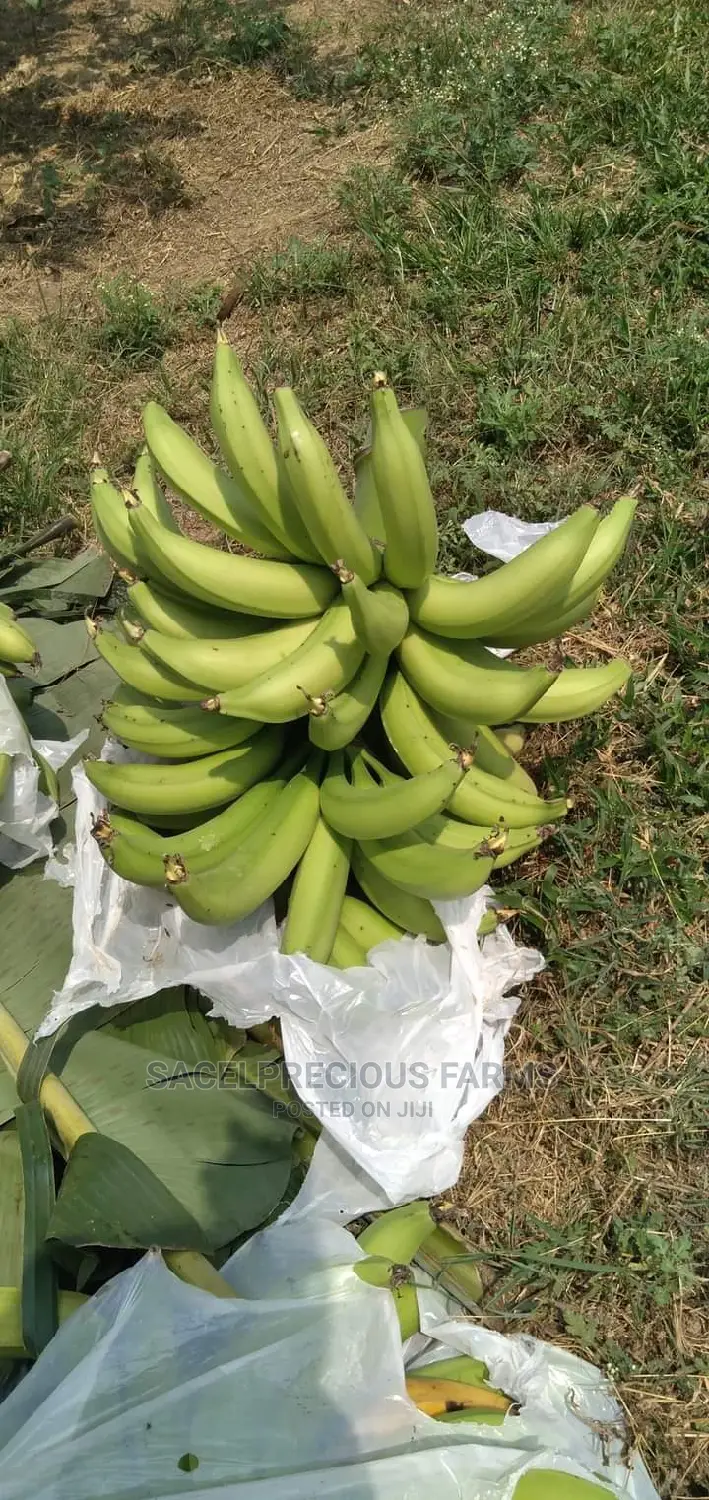 20kg Plantain Fresh Fruits Cartons Supply in Aniocha South - Meals ...
