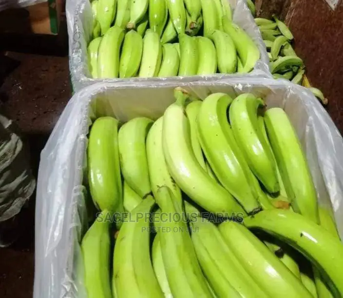 20kg Plantain Fresh Fruits Cartons Supply in Aniocha South - Meals ...