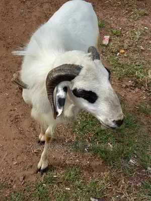 Goats in Nigeria for sale Prices on Jiji.ng